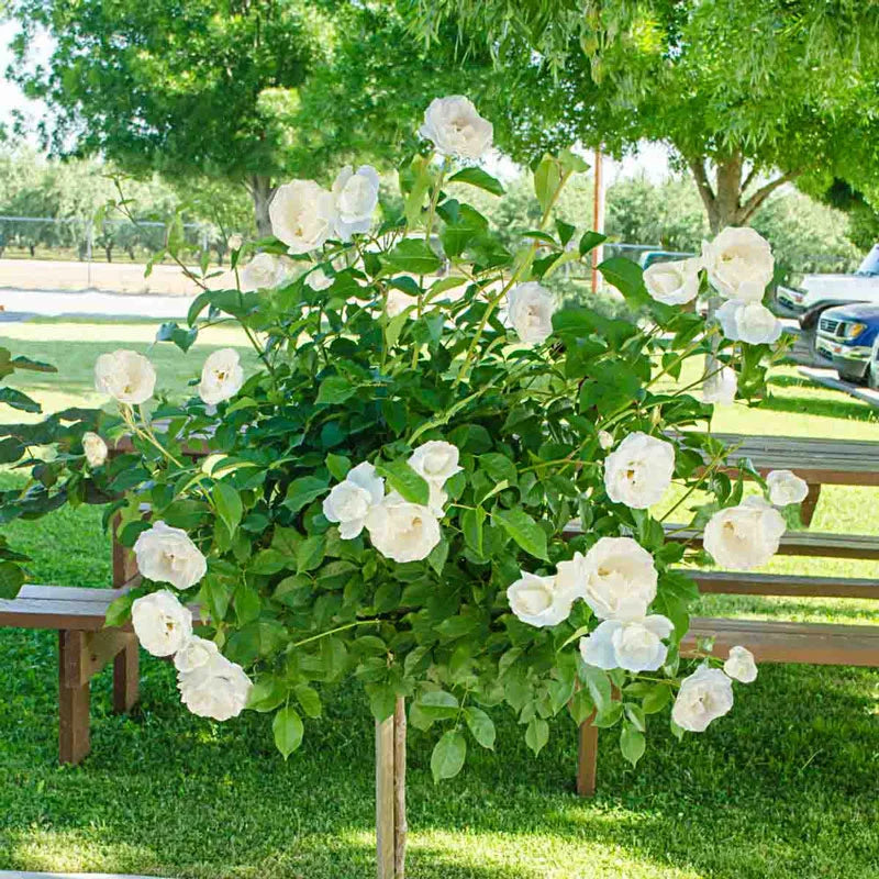 Iceberg Tree Rose – Spring Hill Nurseries