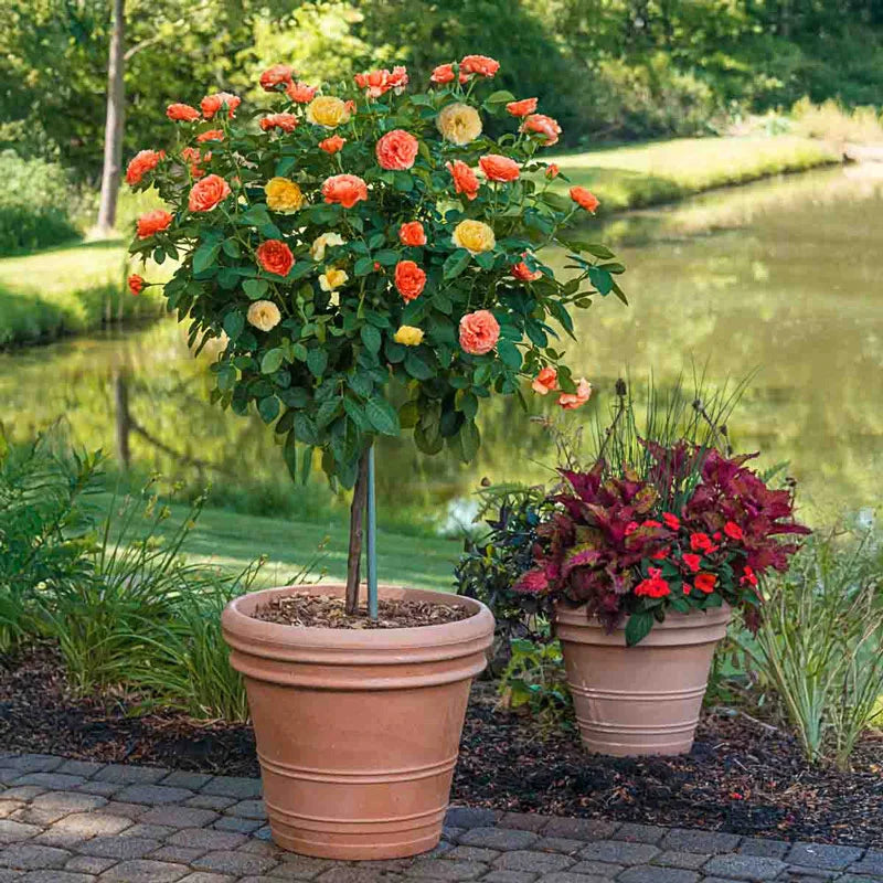 Easy Going & Livin Easy ® 2 In 1 Tree Rose – Spring Hill Nurseries