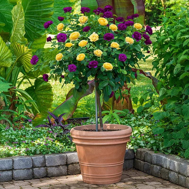 Ebb Tide ™ & Julia Child ® 2 In 1 Tree Rose – Spring Hill Nurseries