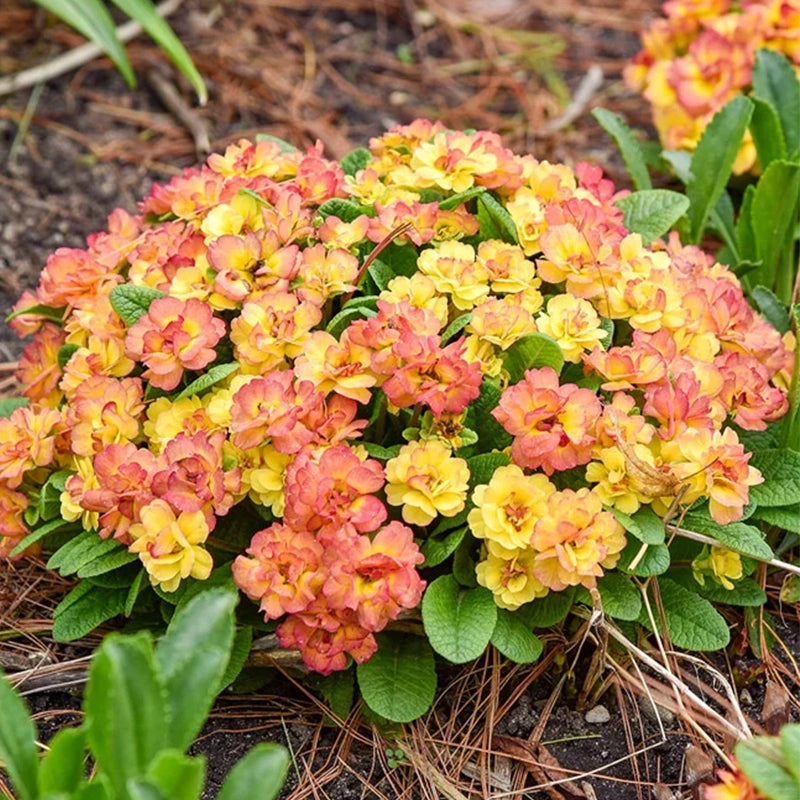 Belarina® Nectarine Double Primrose – Spring Hill Nurseries