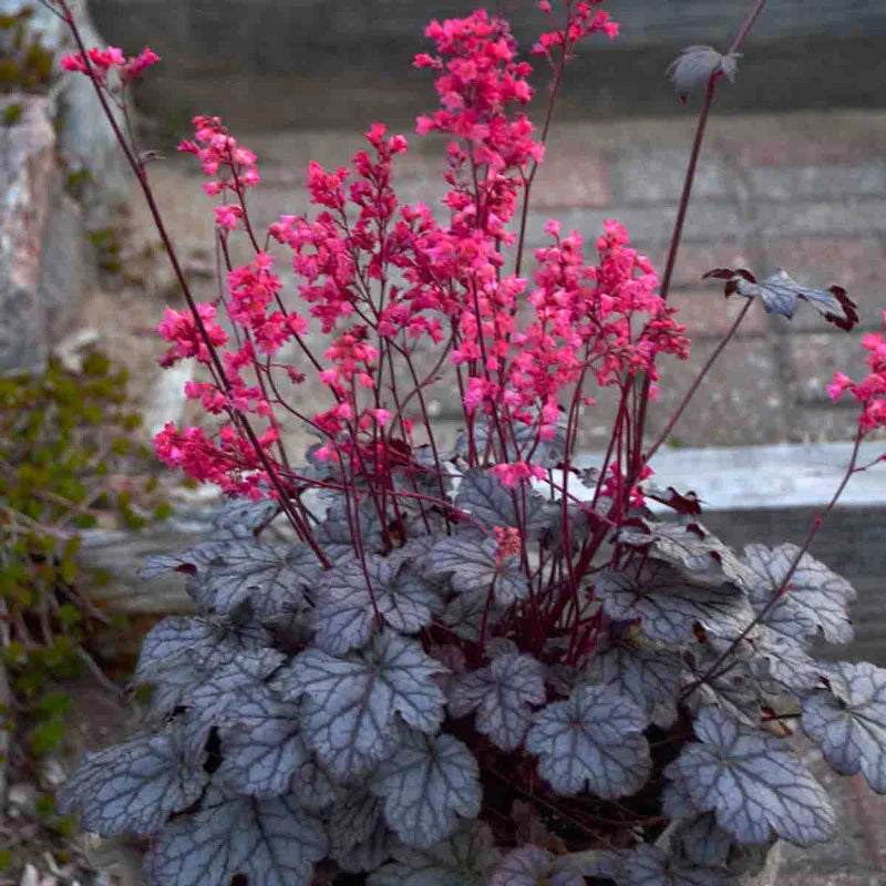 Timeless Treasure Coral Bells – Spring Hill Nurseries