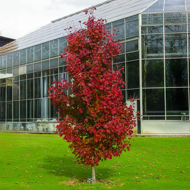 Brandywine Maple - Spring Hill Nurseries