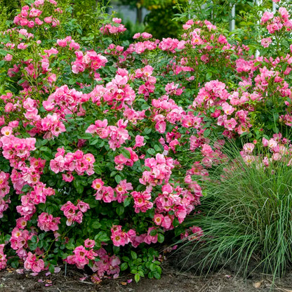 Forever & Ever Pink Rose - Pink Shrub Roses | Spring Hill – Spring Hill ...
