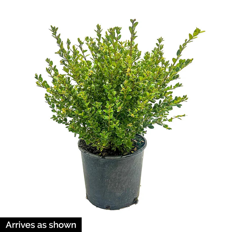 Green Velvet Boxwood Hedge | Shrubs for Sale from Spring Hill – Spring ...