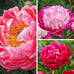 Bouquet Builders Peony Collection | Spring Hill – Spring Hill Nursery