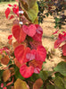 Hearts A'Fire Redbud - Shop Redbud Trees | Spring Hill – Spring Hill ...