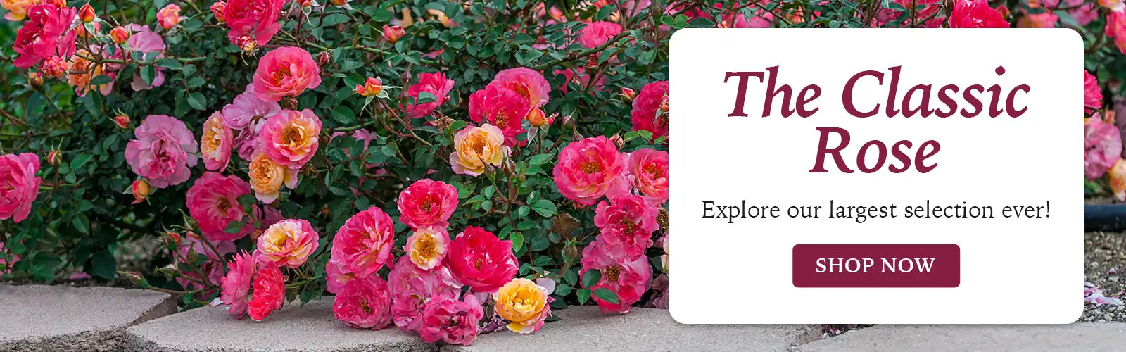 Spring Hill Nurseries | Find your Inspiration- Online Nursery – Spring ...