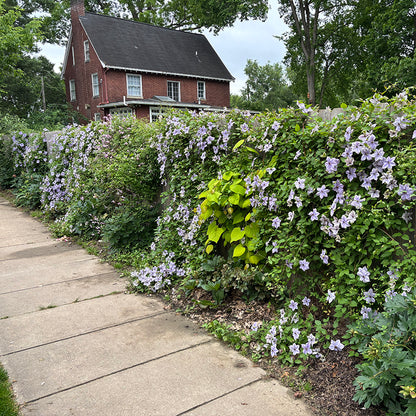 Skyfall Clematis | Shop Flowering Vines | Spring Hill – Spring Hill Nursery