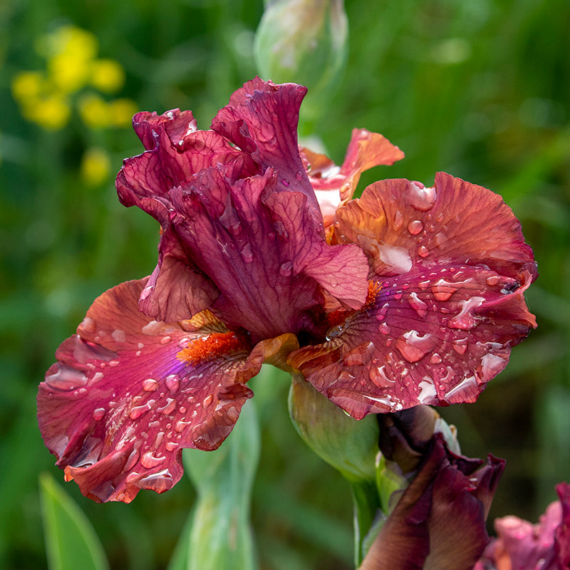 Pop Star Tall Bearded Iris | Spring Hill – Spring Hill Nursery
