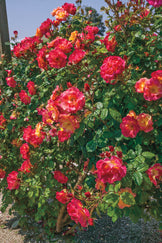 Joseph's Coat Climbing Rose for Sale - Rose Bushes | Spring Hill ...
