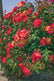 Joseph's Coat Climbing Rose for Sale - Rose Bushes | Spring Hill ...