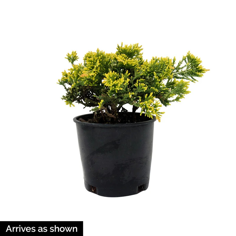 Daub's Frosted Juniper – Spring Hill Nursery