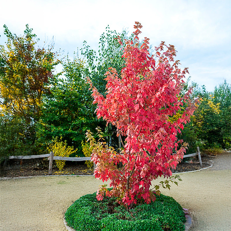 Autumn Blaze Maple - Shop Maple Trees | Spring Hill – Spring Hill Nursery