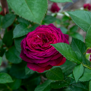 Celestial Night Floribunda Rose - Buy Roses | Spring Hill Nurseries ...