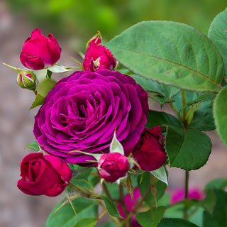 Celestial Night Floribunda Rose - Buy Roses | Spring Hill Nurseries ...