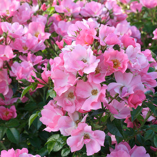 Forever & Ever Pink Rose - Pink Shrub Roses | Spring Hill – Spring Hill ...