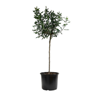 Neil Diamond Rose | Hybrid Tea Rose | Spring Hill Nurseries – Spring ...