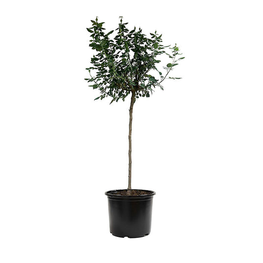 Neil Diamond Rose | Hybrid Tea Rose | Spring Hill Nurseries – Spring ...