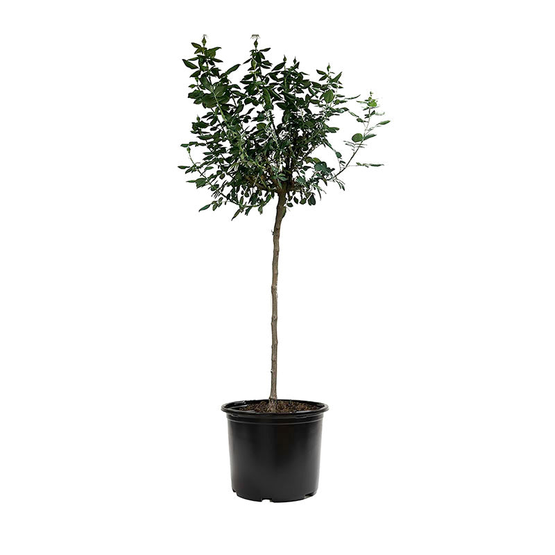 Oh My!™ Floribunda Rose | Red Roses | Spring Hill Nurseries – Spring ...