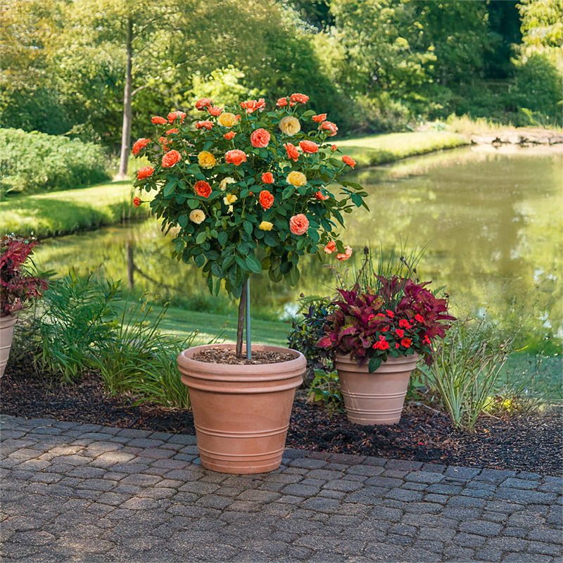Livin' Easy Floribunda Rose - Shop Roses| Spring Hill Nurseries ...