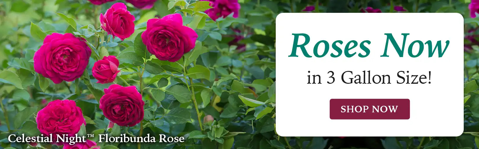 Spring Hill Nurseries | Find your Inspiration- Online Nursery – Spring ...