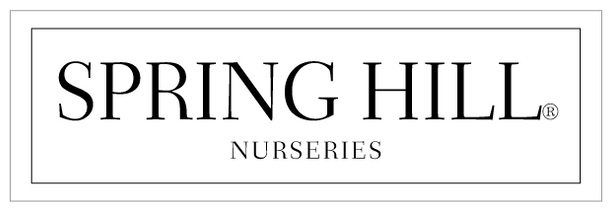 Ryusen Japanese Maple | Spring Hill Nursery