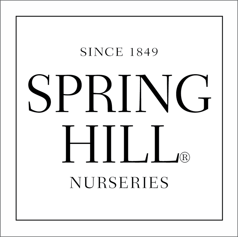 Blue Girl Hybrid Tea Rose | Shop Roses| Spring Hill