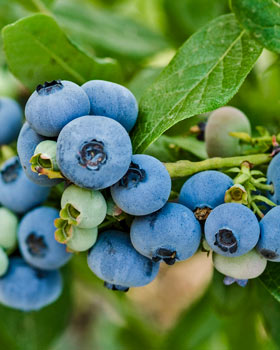 Romeo Dwarf Cherry Tree- Fruit Trees for Sale | Spring Hill – Spring ...