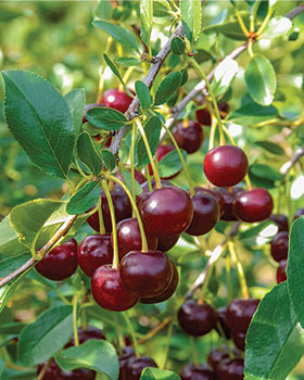 Wowza Dwarf Cherry Tree - Buy Fruit Trees | Spring Hill Nurseries ...