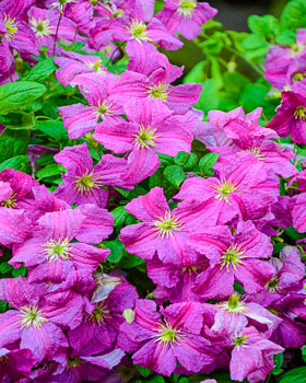 Angelic Veil™ Hybrid Tea Rose – Spring Hill Nursery