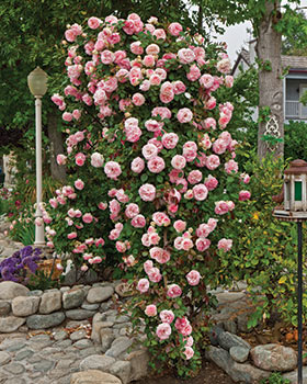 Snowball Viburnum Hedge - Snowball Bushes for Sale | Spring Hill ...