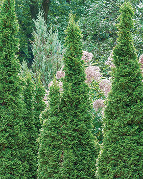 Ruby Ruffle® Patio Peach – Spring Hill Nursery