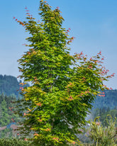 Collections – Spring Hill Nursery