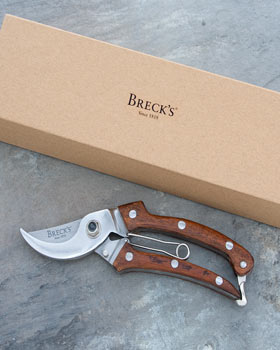 Ruby Ruffle® Patio Peach – Spring Hill Nursery