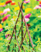 Snowcicle Oakleaf Hydrangea | Oakleaf Hydrangeas | Spring Hill – Spring ...