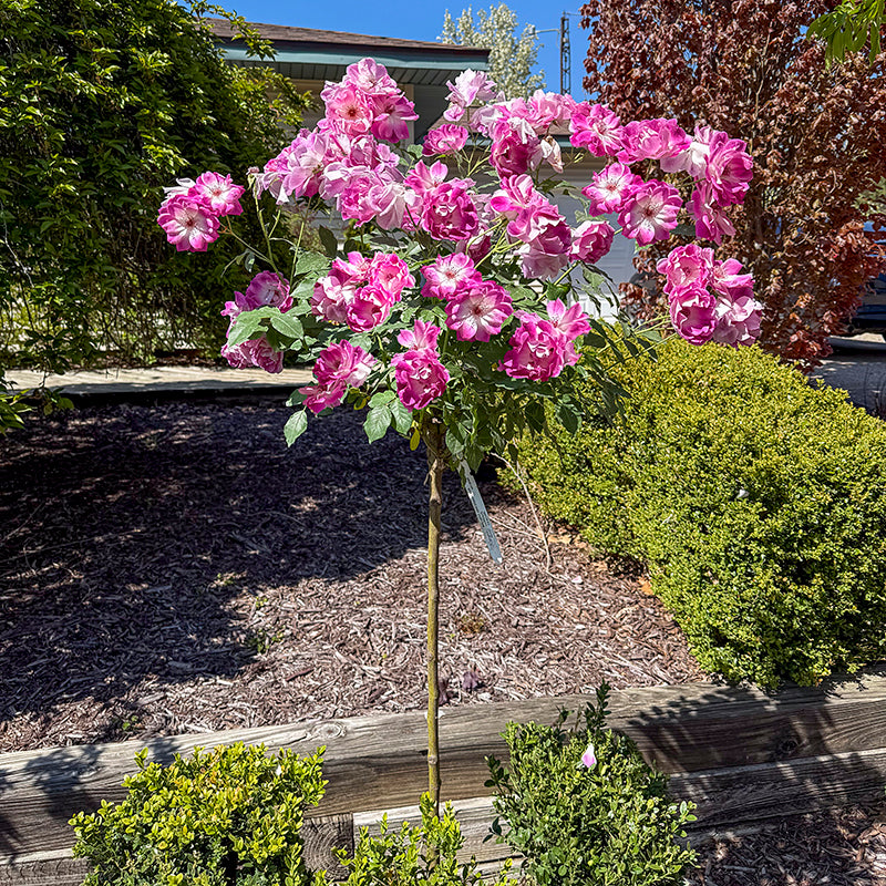 Collections – Spring Hill Nursery