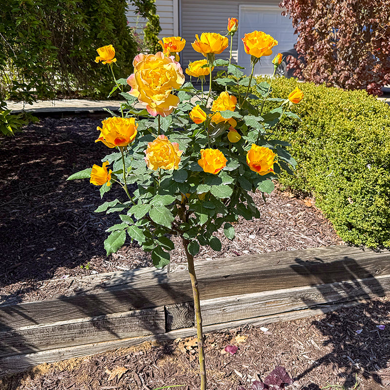 Rio Samba Hybrid Tea Rose | Shop Jumbo Roses | Spring Hill – Spring ...