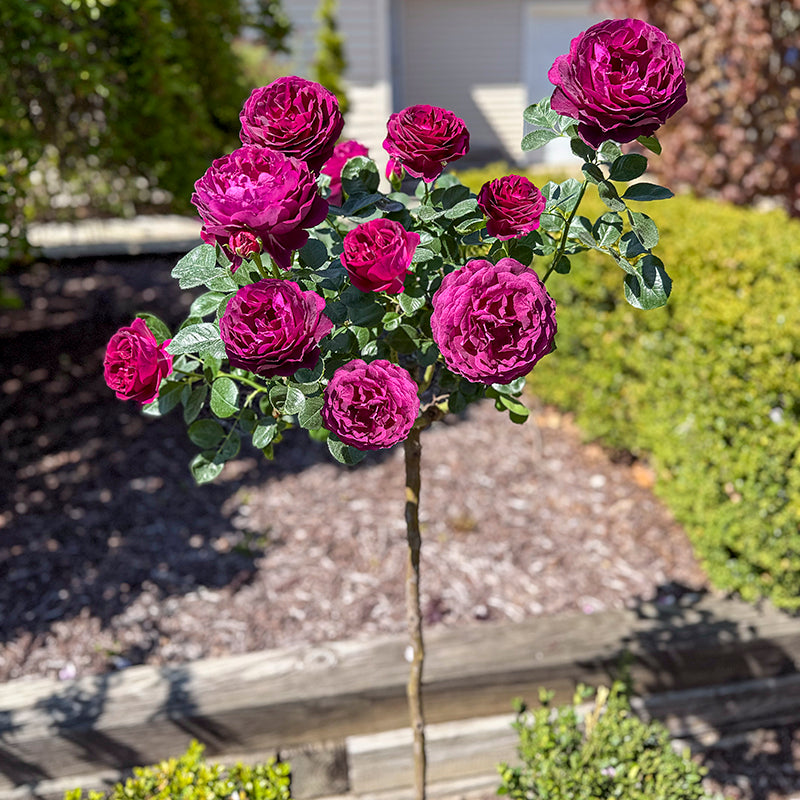 Twilight Zone Grandiflora Rose | Jumbo Roses | Spring Hill – Spring ...
