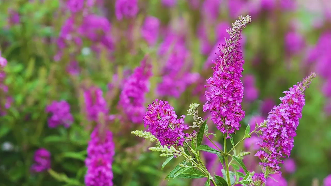 Color Crush Butterfly Bush | Shop Buddleia | Spring Hill – Spring Hill ...