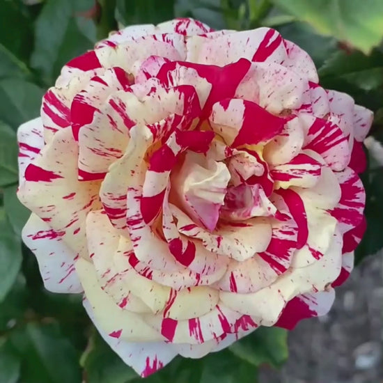 Neil Diamond Rose | Hybrid Tea Rose | Spring Hill Nurseries
