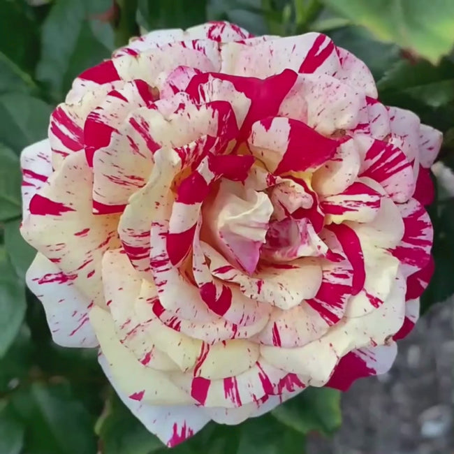 Neil Diamond Rose | Hybrid Tea Rose | Spring Hill Nurseries