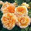 Forever Amber Floribunda Rose - Buy Floribunda Roses | Spring Hill ...