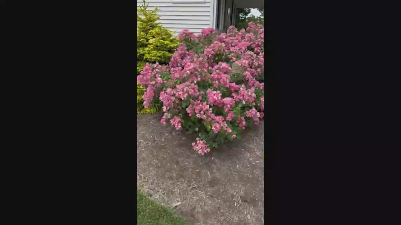 Forever & Ever Pink Rose - Pink Shrub Roses | Spring Hill – Spring Hill ...