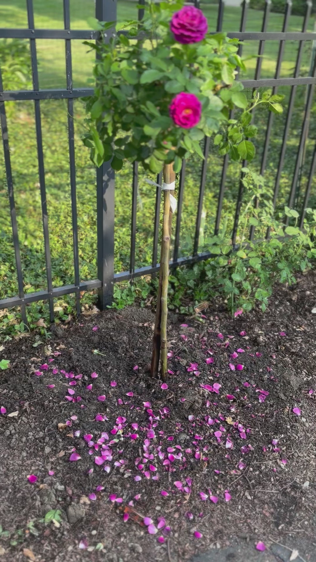 Ebb Tide Rose | Shop Purples Roses | Spring Hill Nurseries – Spring ...