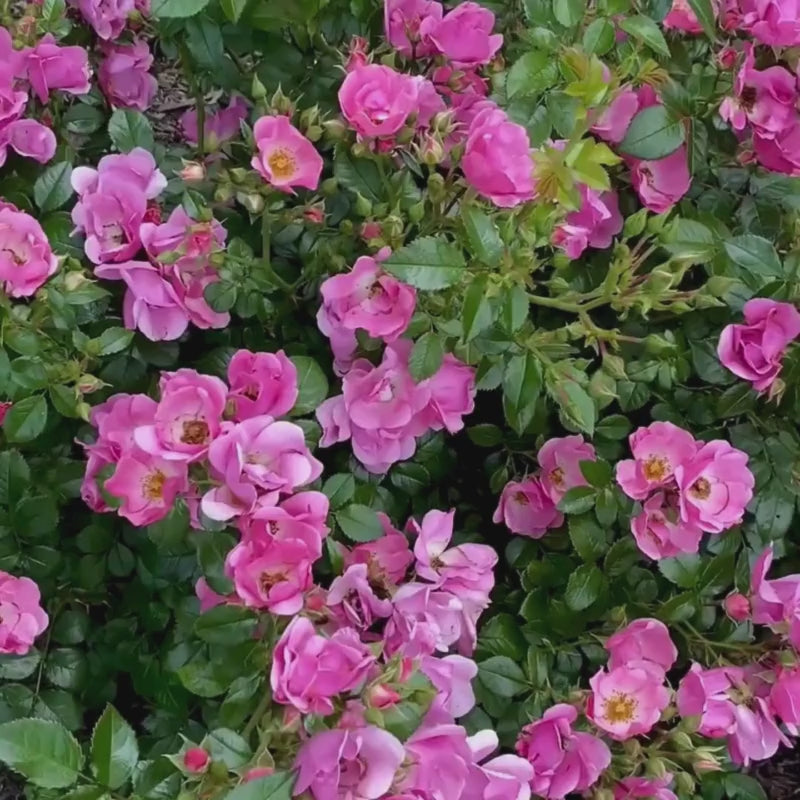 Forever & Ever Pink Rose - Pink Shrub Roses | Spring Hill