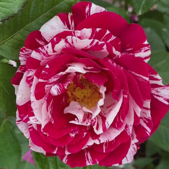 Scentimental Rose - Shop Roses | Spring Hill Nurseries